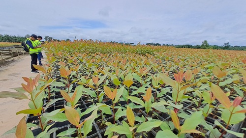Harmoni Teknologi dan Hutan Industri Berkelanjutan Demi Bumi Tetap Lestari